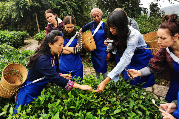 Growing a Small Tea Company The Grassroots Way - International Tea ...