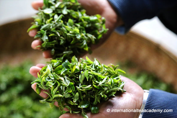 What is Tea? - International Tea Academy Official Web